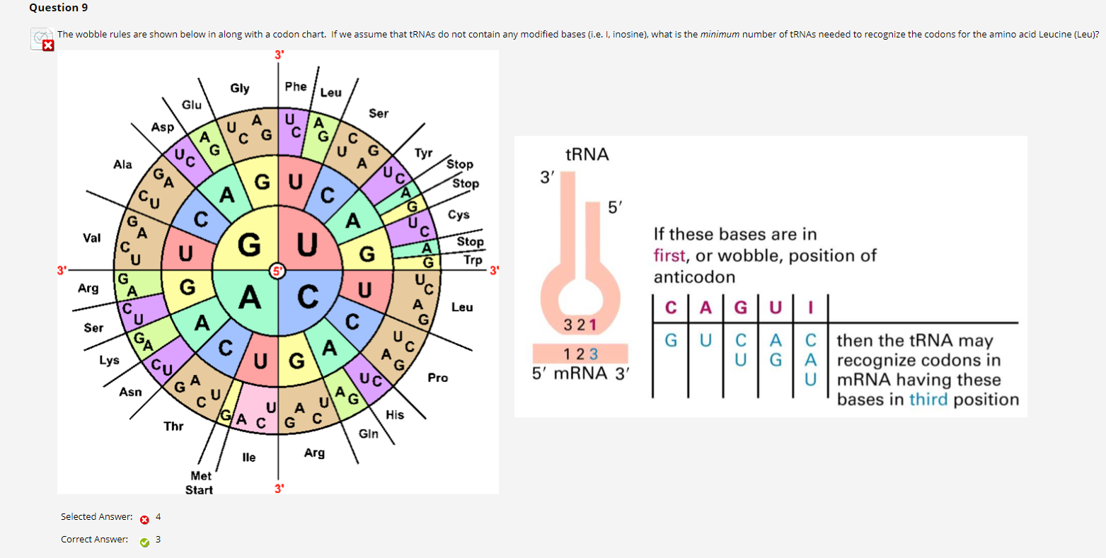 Solved Question 9 The wobble rules are shown below in along | Chegg.com