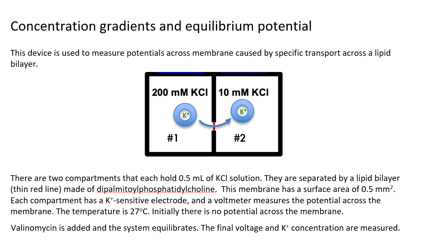 Solved Concentration gradients and equilibrium potential | Chegg.com
