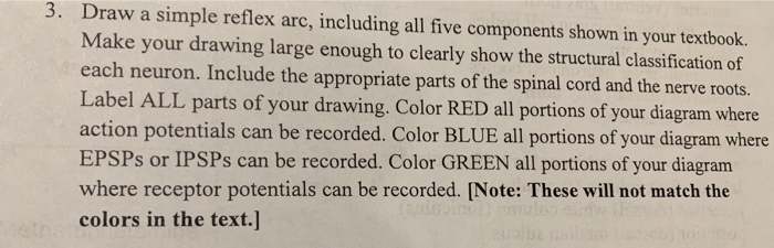 Draw a simple reflex arc, including all five | Chegg.com