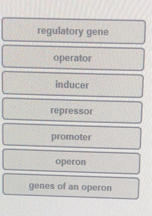 Solved is a stretch of DNA consisting of an operator, a | Chegg.com