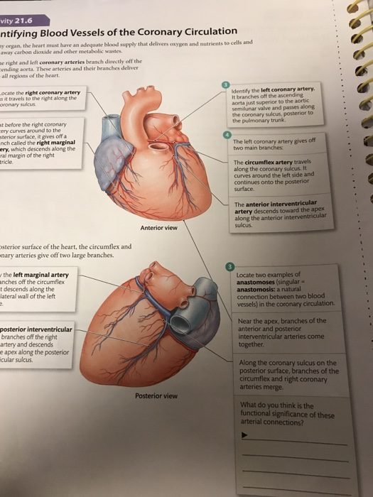 Solved The circumflex artery travels along the coronary | Chegg.com
