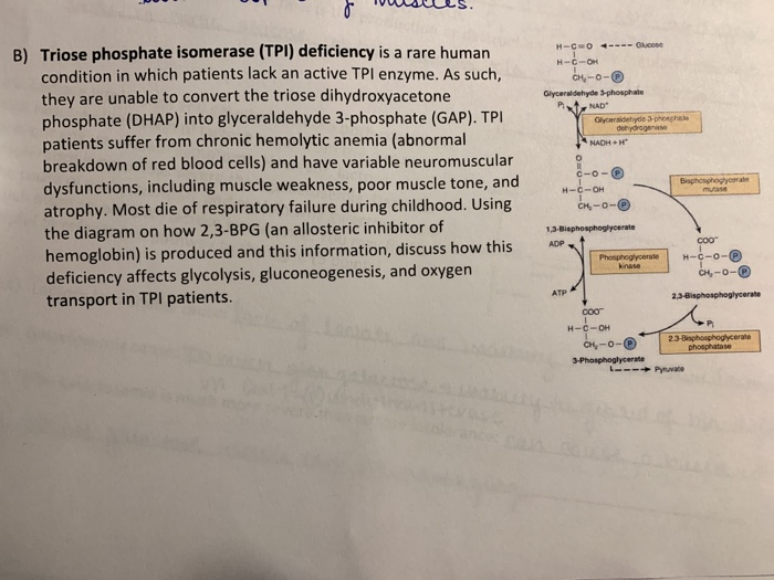 Solved B) Triose phosphate isomerase (TPI) deficiency is a | Chegg.com