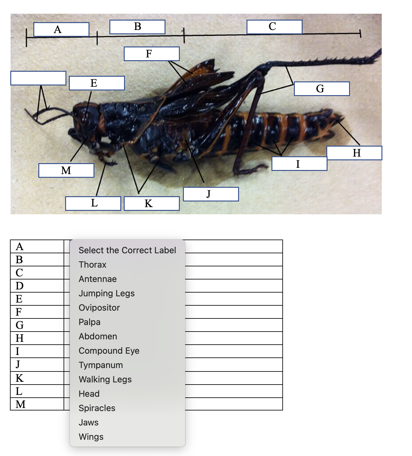Need help with the labeling of grasshopper external | Chegg.com