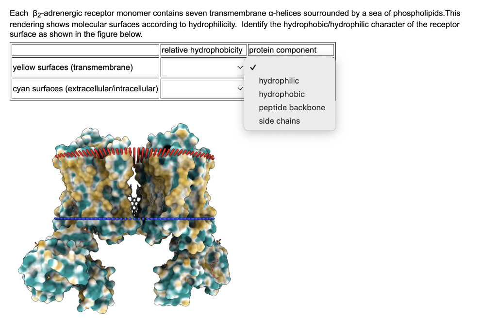 Each β2-adrenergic receptor monomer contains seven | Chegg.com