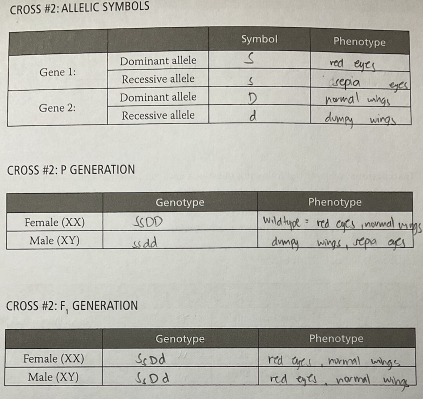 Solved CROSS #2: ALLELIC SYMBOLS Phenotype Symbol S red eyes | Chegg.com