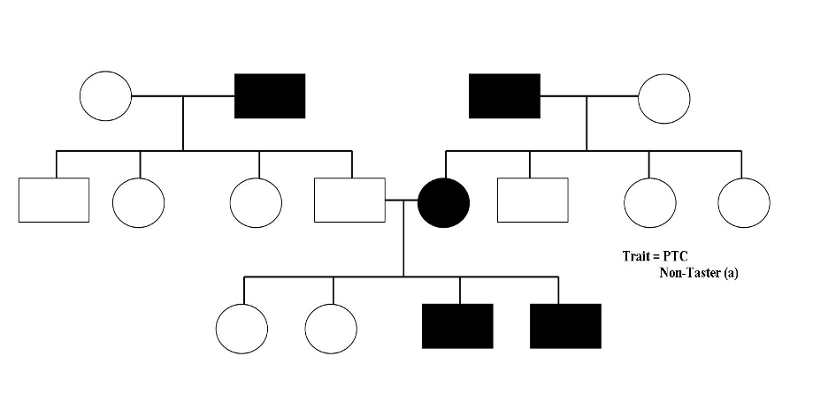 Solved Directions: Eye Color. Determine the genotype, if | Chegg.com