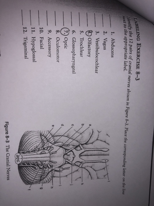 Solved LABELING EXERCISE 8-1 Identify the parts of a | Chegg.com
