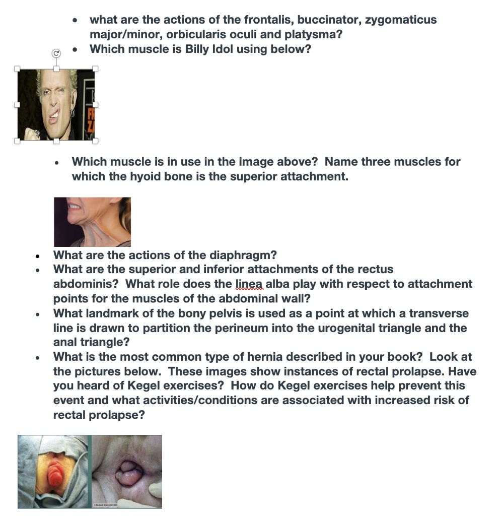Solved what are the actions of the frontalis, buccinator, | Chegg.com