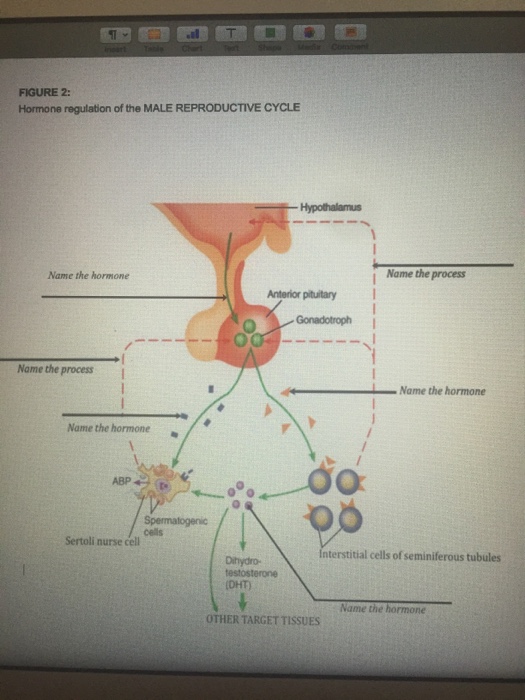 Solved FIGURE 2: Hormone regulation of the MALE REPRODUCTIVE | Chegg.com