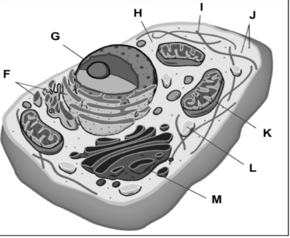Solved Refer to the "Cross Section of a Cell" figure | Chegg.com