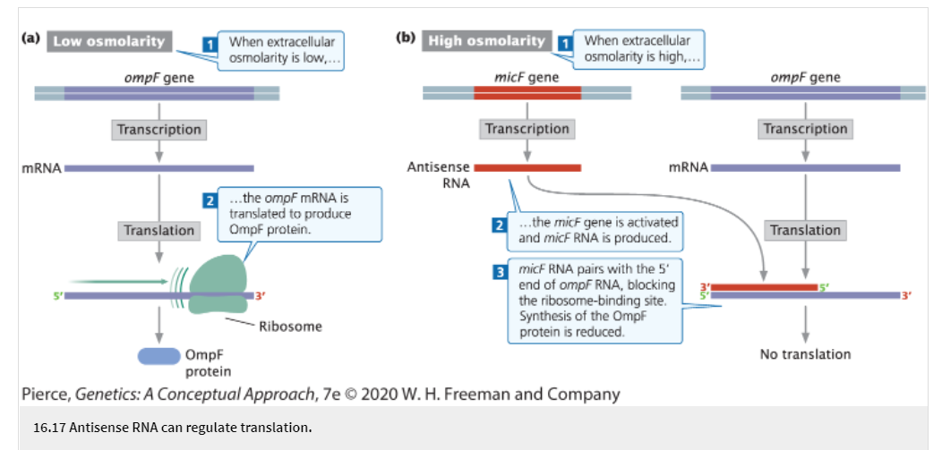 Solved Refer to Fig 16.17. Which specific sequences in the | Chegg.com