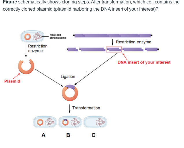 Solved Figure schematically shows cloning steps. After | Chegg.com