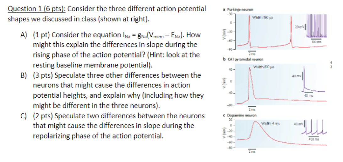 Solved Summation and Action Potentials. (neurophysiology) | Chegg.com