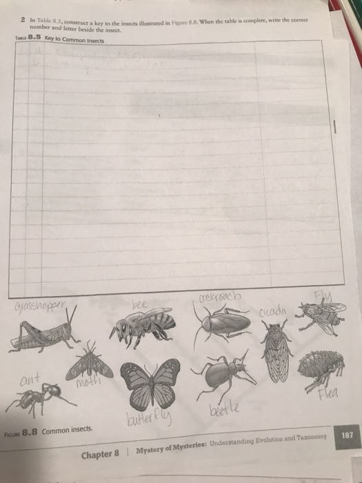 Solved make a dichtomous key for the insects like the the | Chegg.com