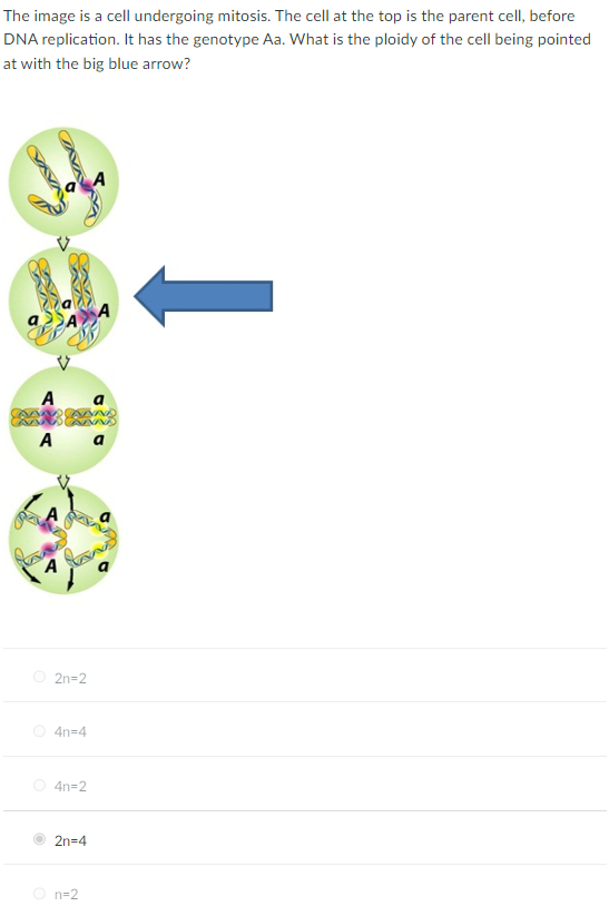 Solved I know 2n=4 and 4n=2 are wrong but I do not | Chegg.com