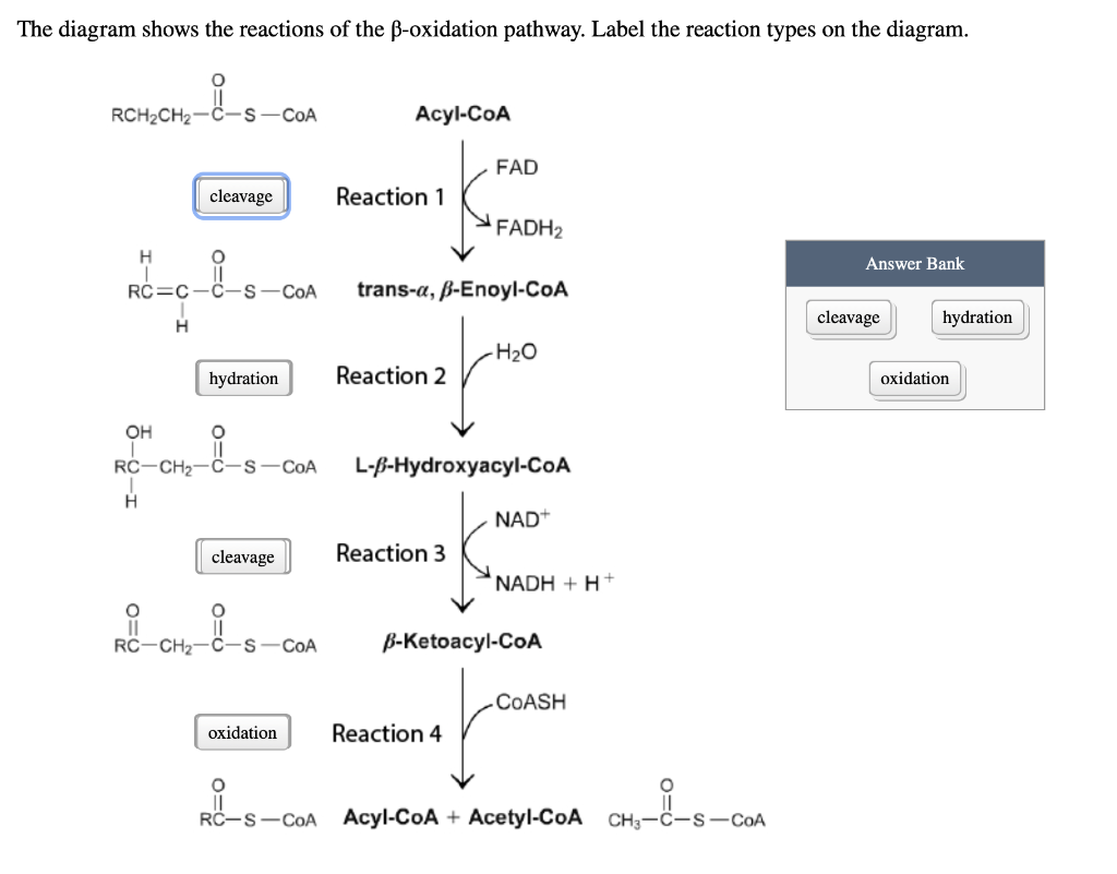 Solved The diagram shows the reactions of the B-oxidation | Chegg.com