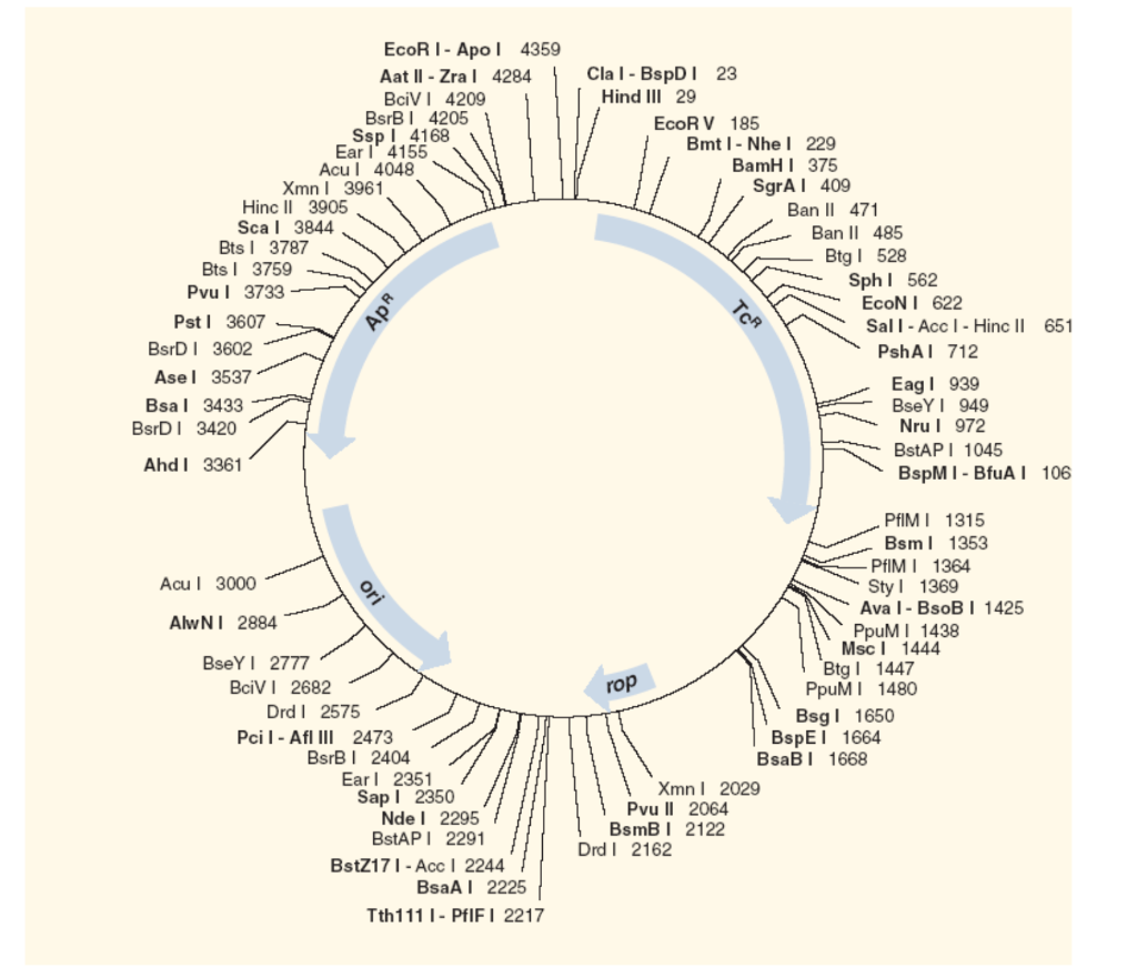 Solved Use the pBR322 map (next page: note that restriction | Chegg.com