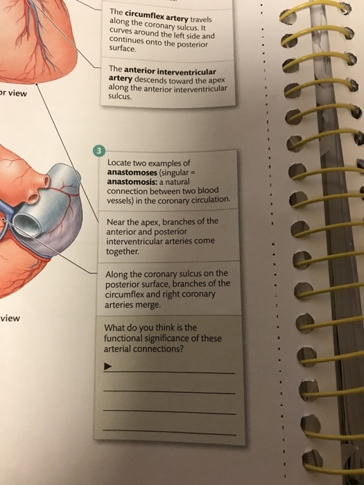 Solved The circumflex artery travels along the coronary | Chegg.com