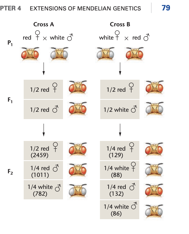 Solved 80 PART 1 GENES, CHROMOSOMES, AND HEREDITY Cross A | Chegg.com