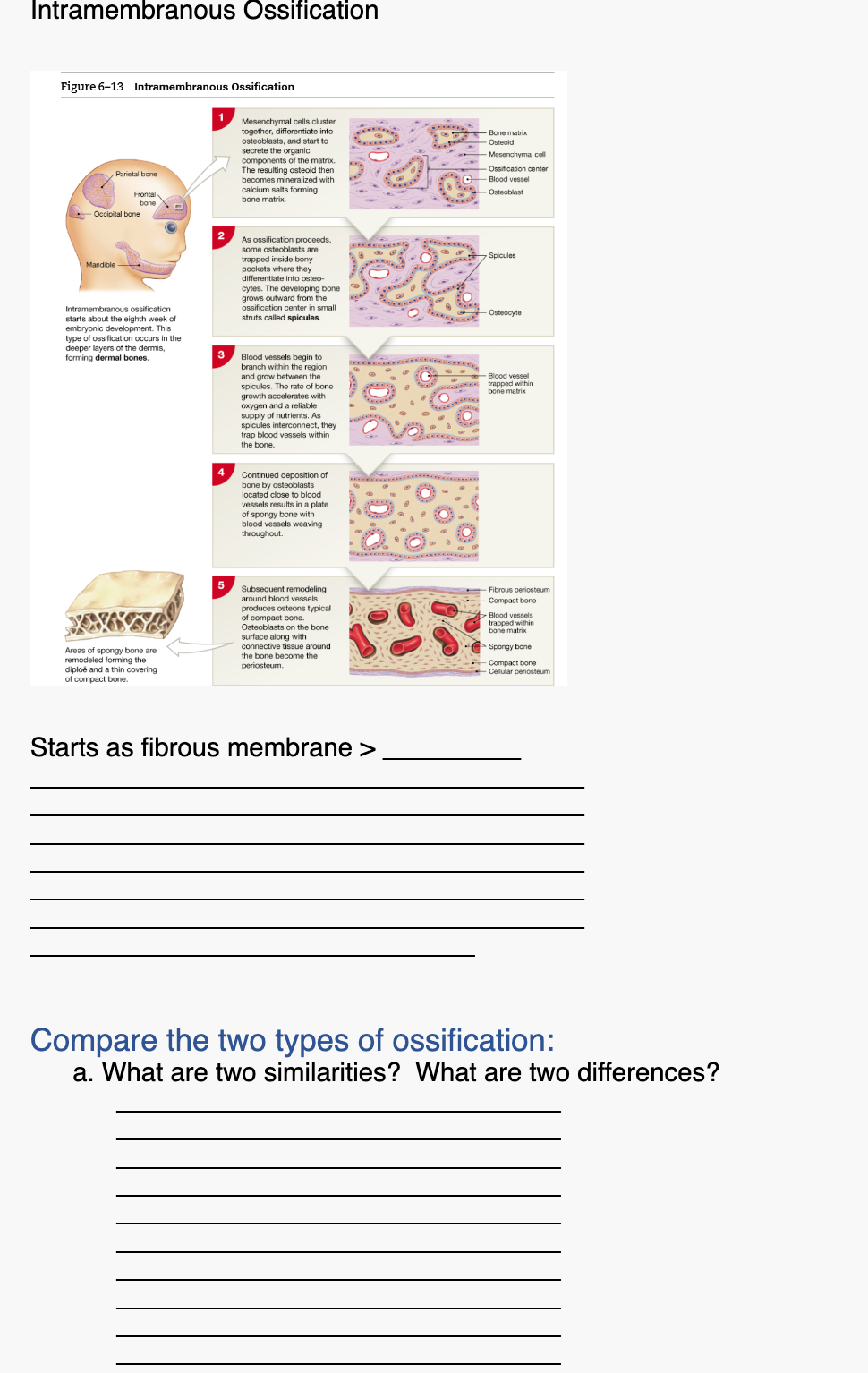 Solved Intramembranous Ossification Starts as fibrous | Chegg.com