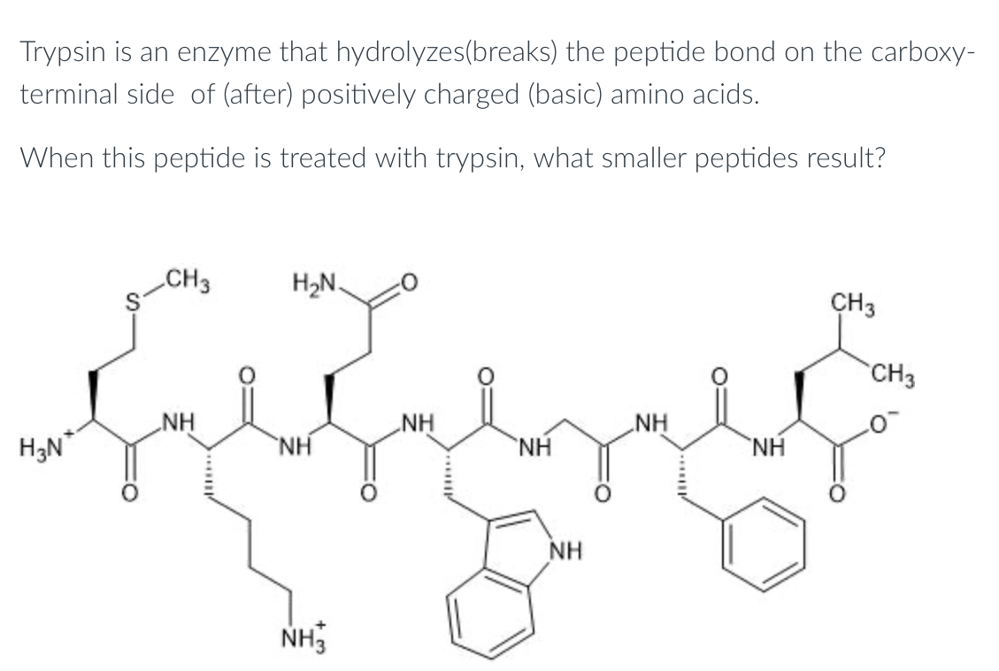 Trypsin is an enzyme that hydrolyzes(breaks) the | Chegg.com