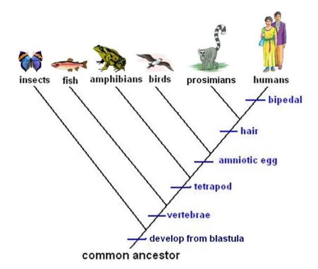 Solved insects fish fish amphibians birds prosimians humans | Chegg.com