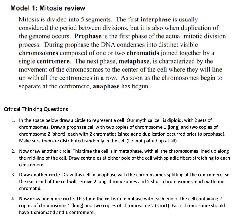 [Solved]: Model 1: Mitosis review Mitosis is divided into 5