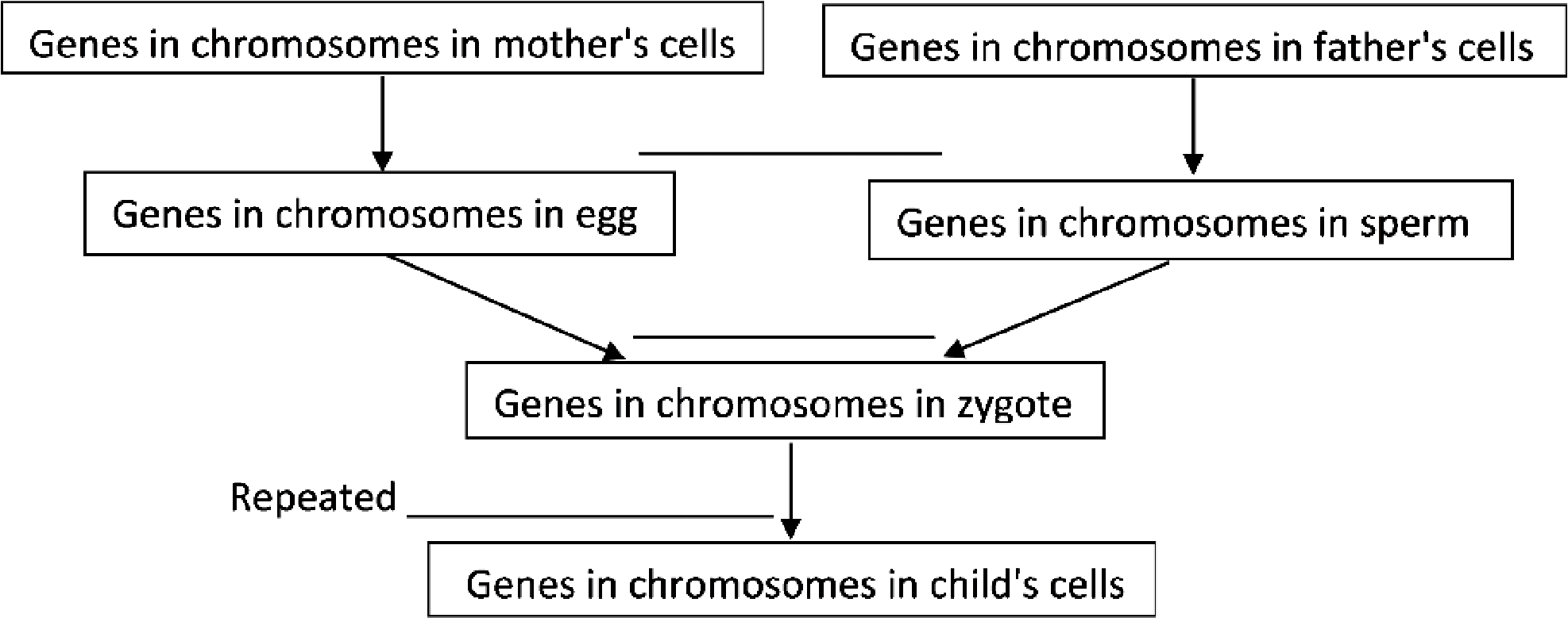 Solved This flowchart shows how genes in chromosomes | Chegg.com