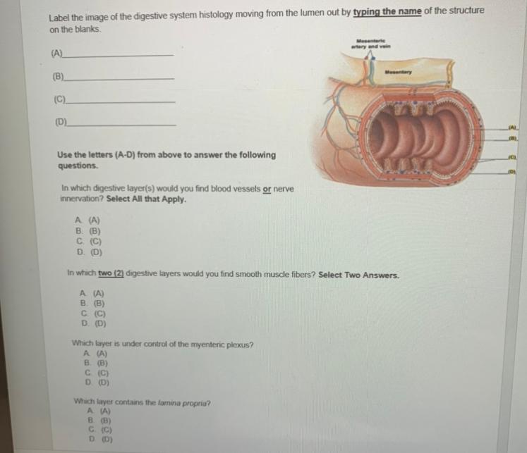 Solved Label the image of the digestive system histology | Chegg.com