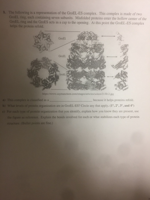 Solved The following is a representation of the GroEL-ES | Chegg.com