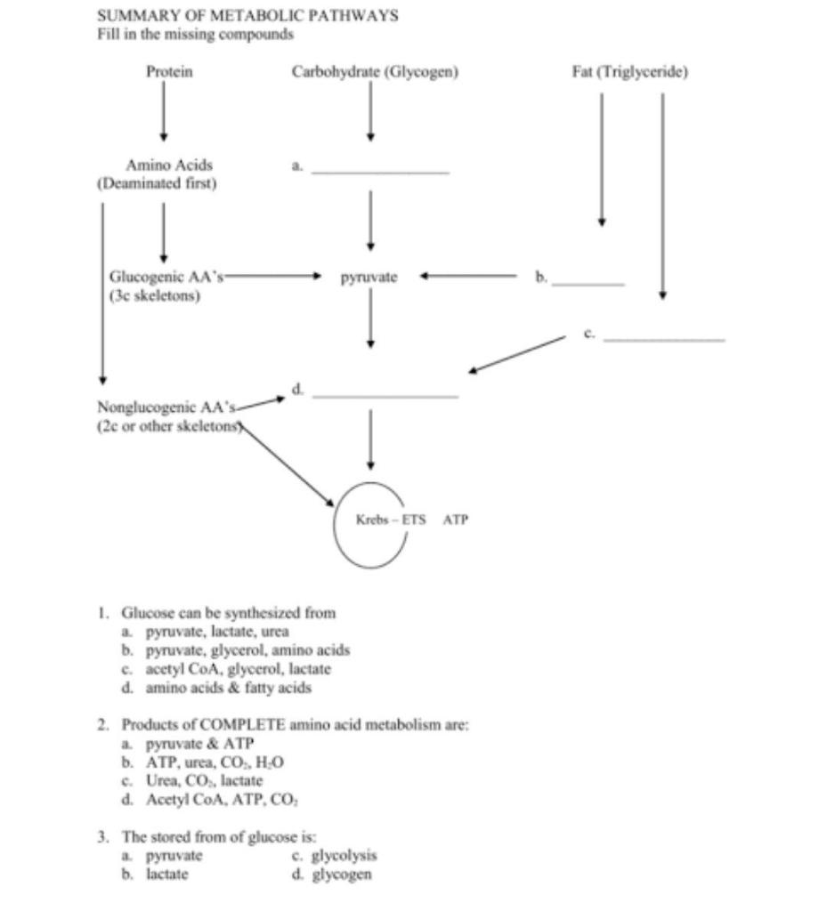 Solved SUMMARY OF METABOLIC PATHWAYS Fill in the missing | Chegg.com