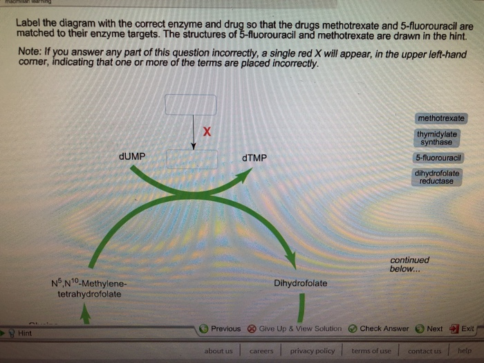 Solved Label the diagram with the correct enzyme and drug so | Chegg.com