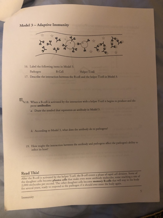 Solved Model 3 - Adaptive Immunity Label the following items | Chegg.com