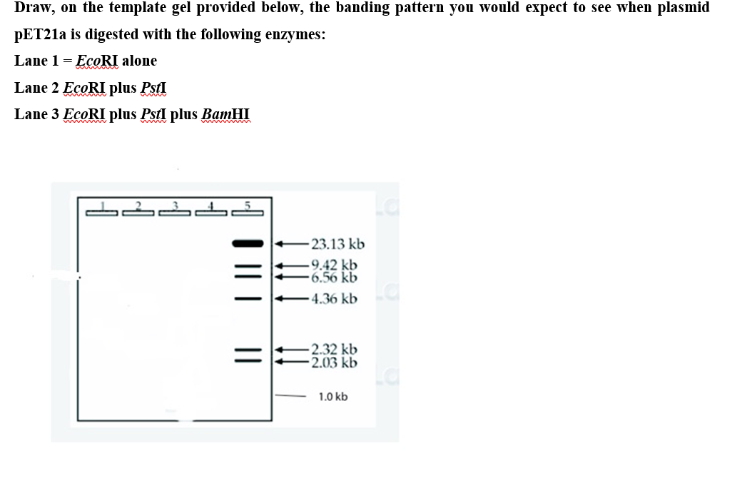 Solved Draw, on the template gel provided below, the banding | Chegg.com