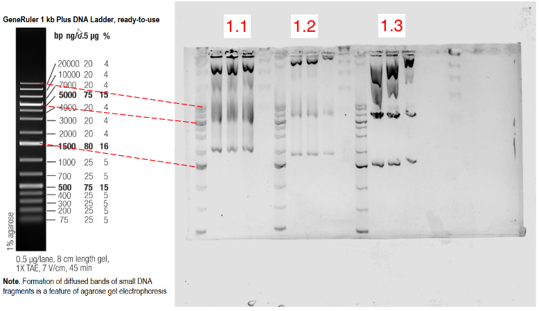 Solved Recombinant DNA technology Overview and aim In this | Chegg.com