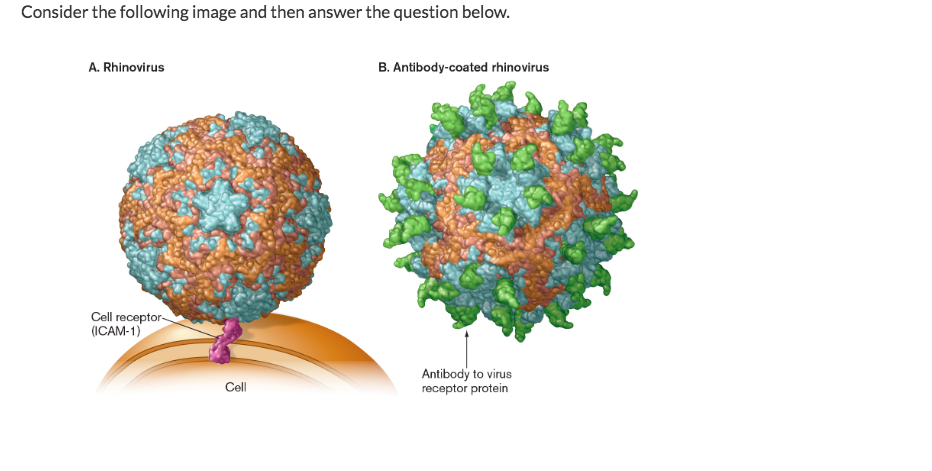 Solved Consider the following image and then answer the | Chegg.com