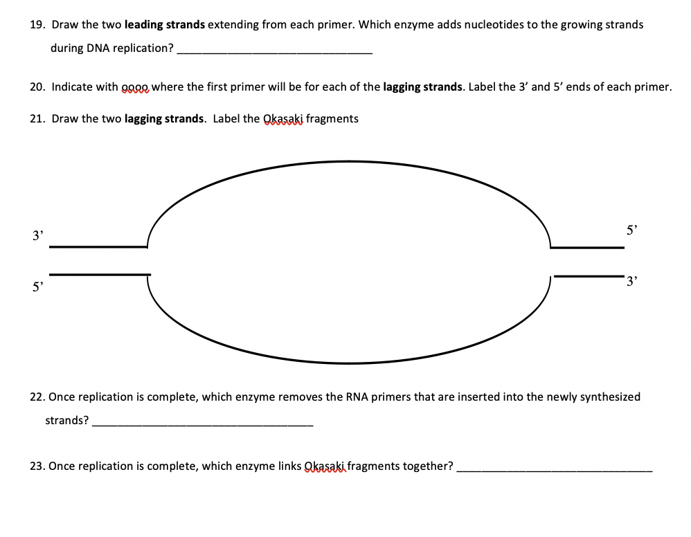 Solved 19. Draw the two leading strands extending from each | Chegg.com