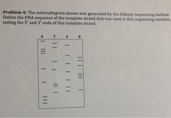 Solved Problem 4: The autoradiogram shown was generated by | Chegg.com