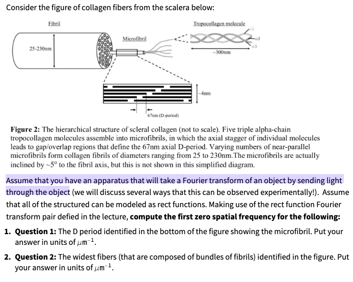 Consider the figure of collagen fibers from the | Chegg.com