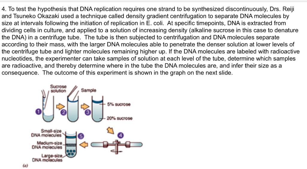 Solved 4. To test the hypothesis that DNA replication | Chegg.com