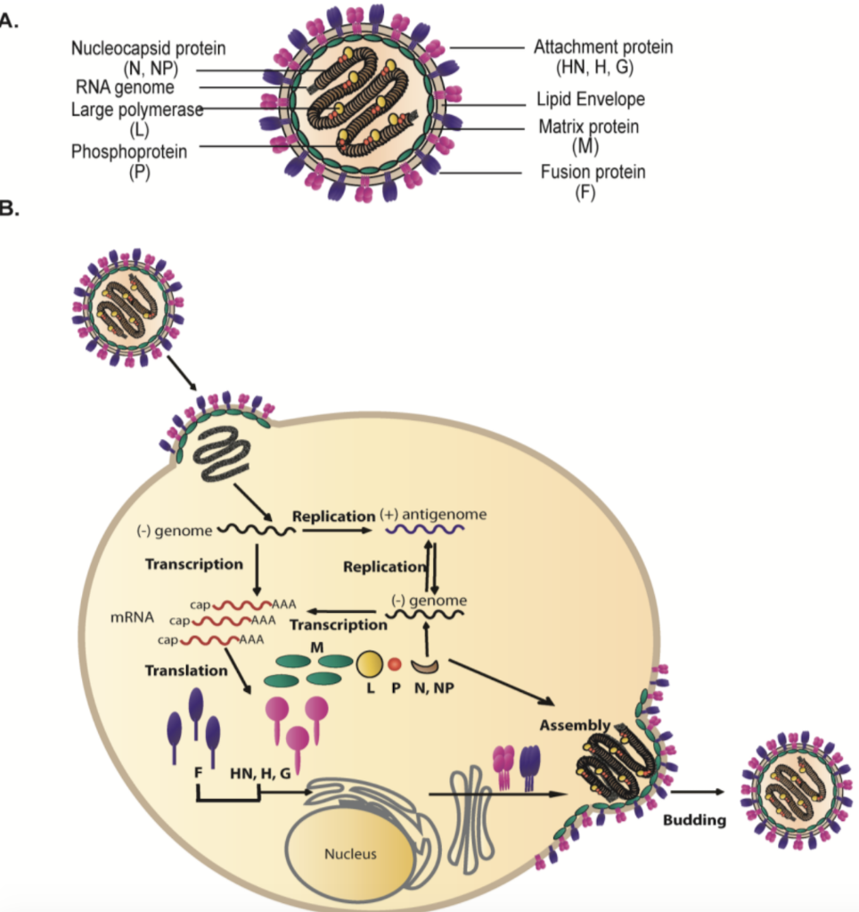 Measles Virus Structure