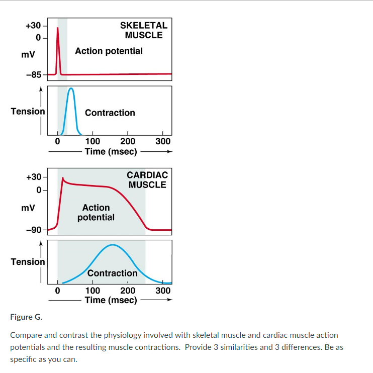 Skeletal Muscle Action Potential