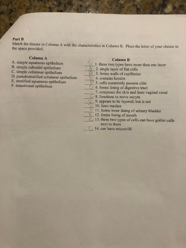 Solved Part B Match the tissues in Column A with the | Chegg.com
