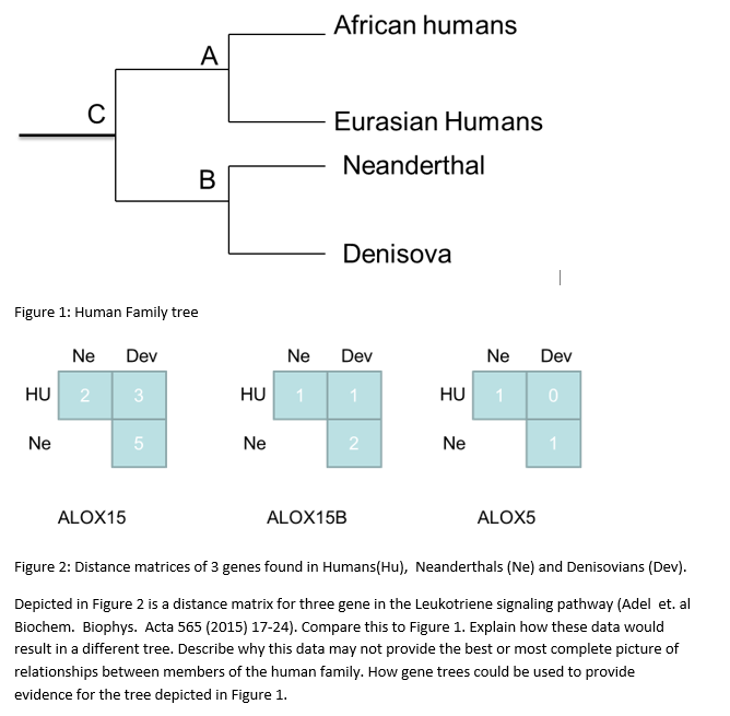 C Ne Figure 1: Human Family tree Ne Dev HU 2 3 ALOX15 | Chegg.com