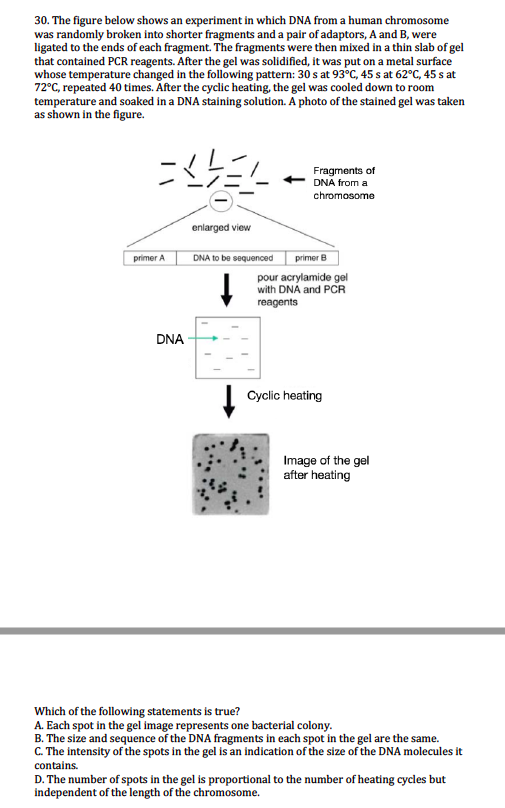 Solved 30. The figure below shows an experiment in which DNA | Chegg.com