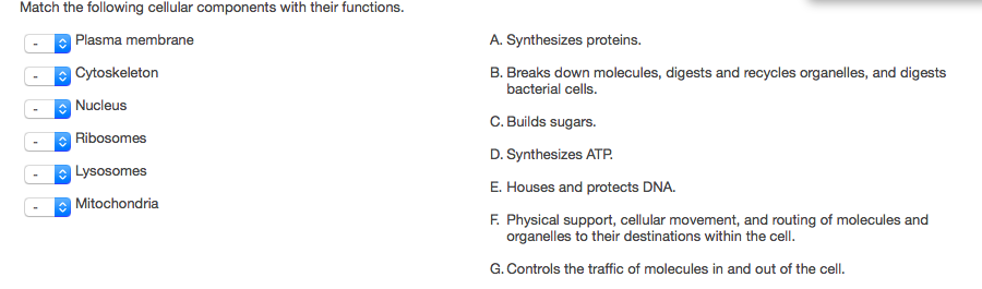 Solved Match the following cellular components with their | Chegg.com