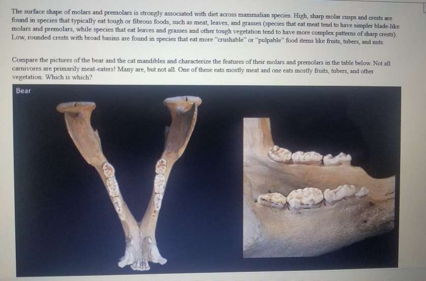Solved The surface shape of molars and premolars is strongly | Chegg.com
