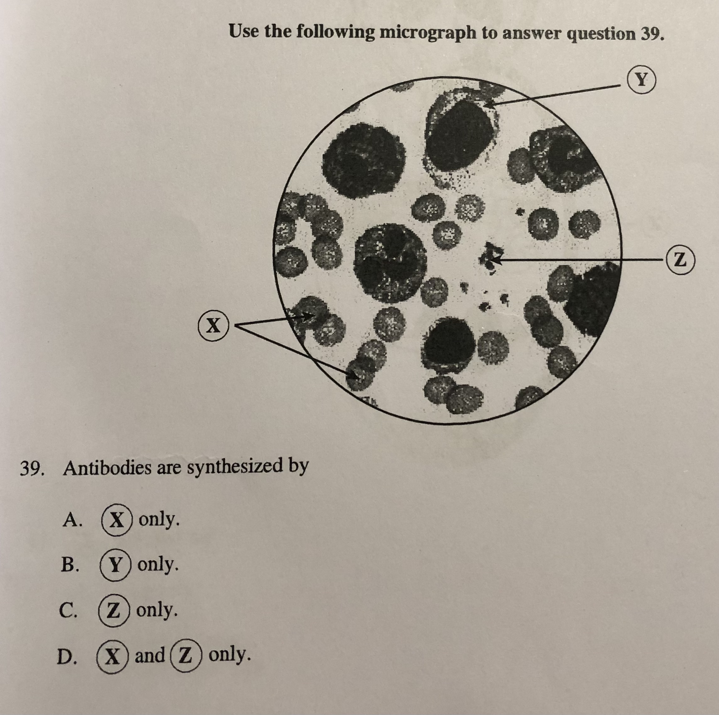 Solved Use the following micrograph to answer question | Chegg.com