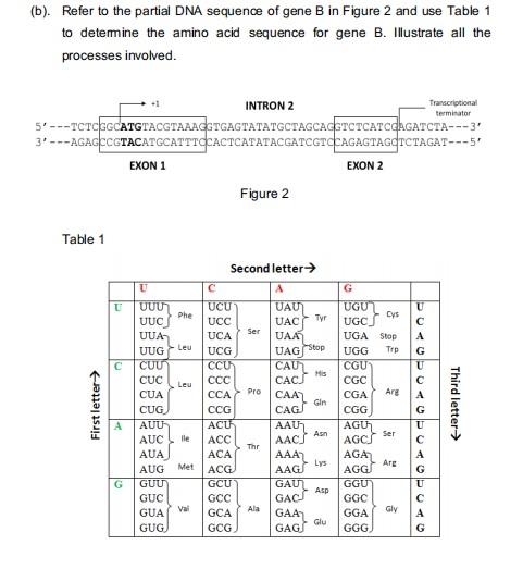 Solved (b). Refer to the partial DNA sequence of gene B in | Chegg.com