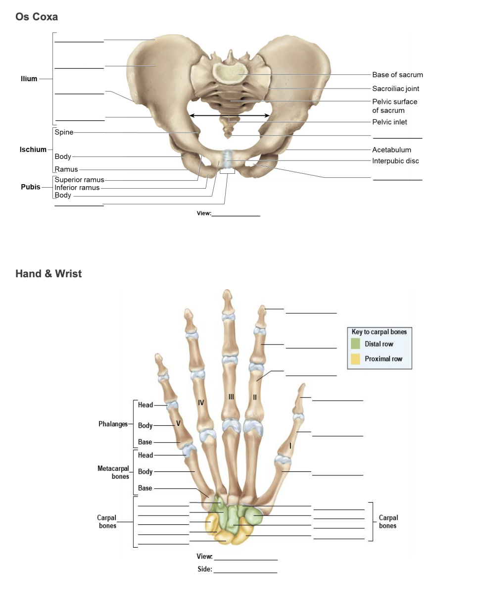 Solved Hand \& Wri! | Chegg.com